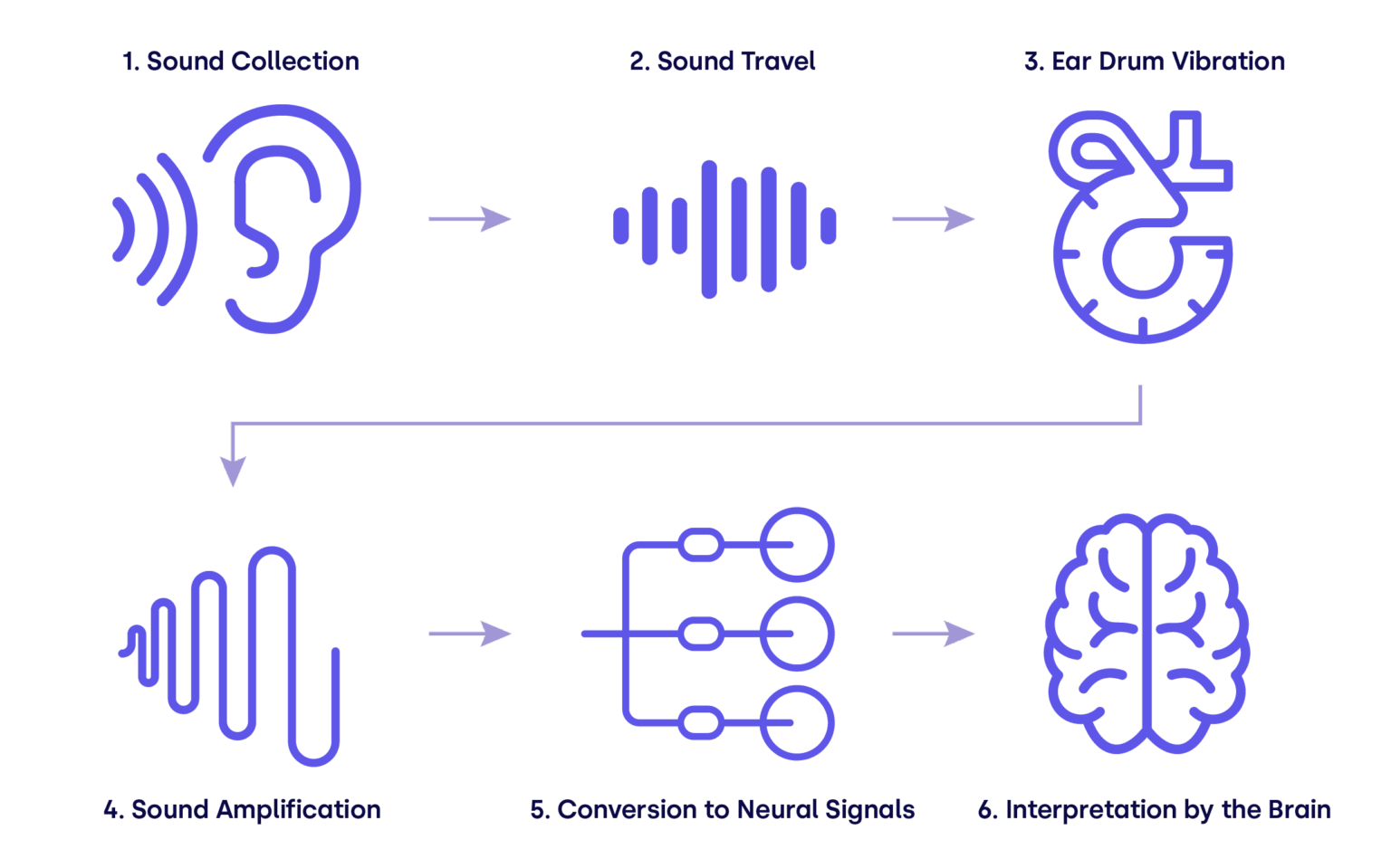 How Hearing Works: A Simple Guide to Ear Anatomy