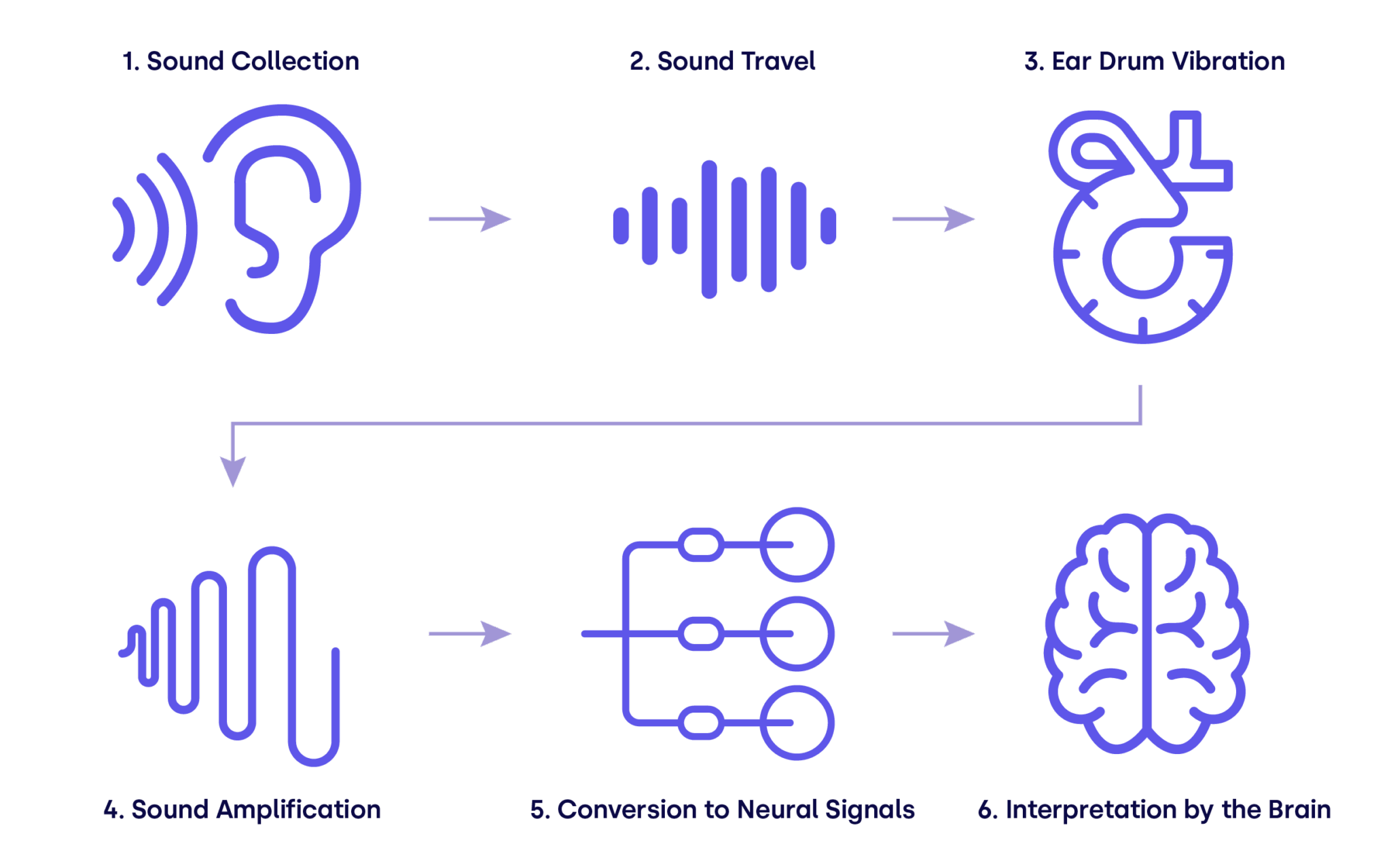 How Hearing Works: A Simple Guide to Ear Anatomy